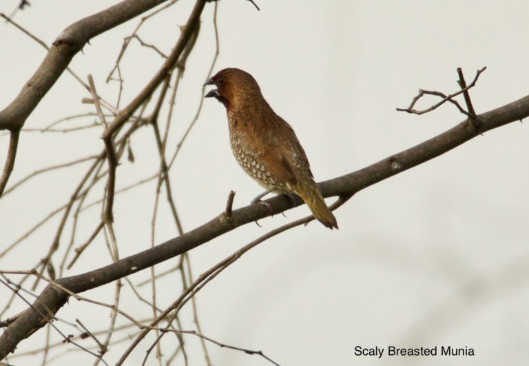 Scaly-breasted Munia – Animals @ WFFT